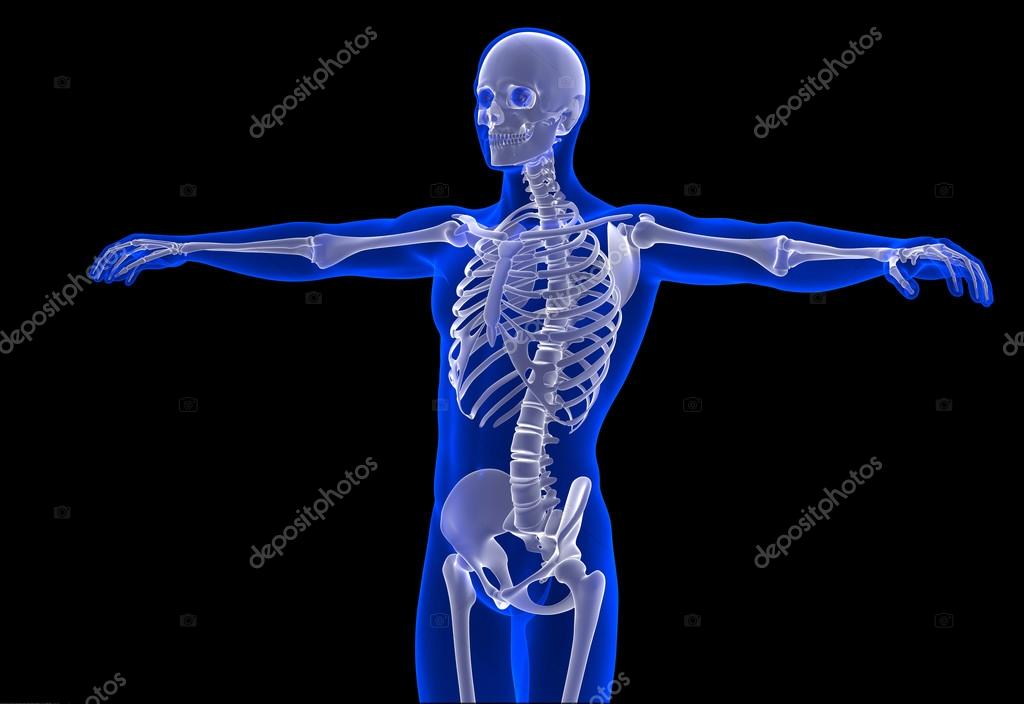 Skeleton of the man — Stock Photo © KirillM #46370371