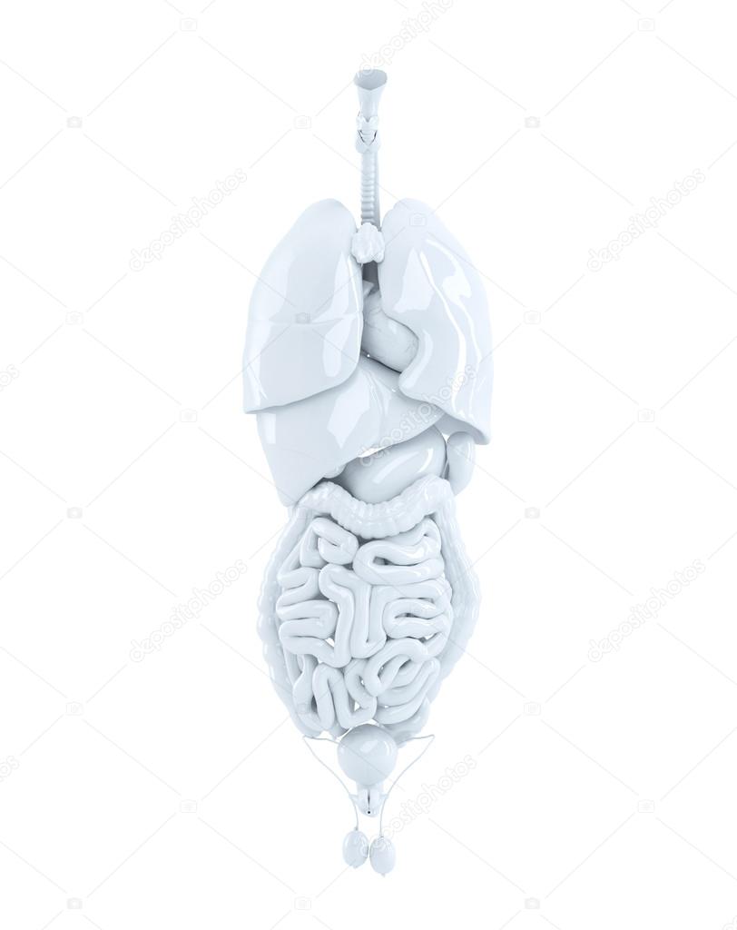 Human internal organs Stock Photo by ©KirillM 46381417