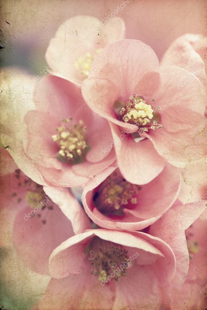 Pink flowers on vintage background — Stock Photo © erika8213 #45789153