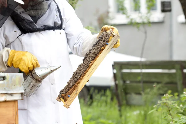 Apiarist and bee. Stock Photo by ©Ratikova 11007483