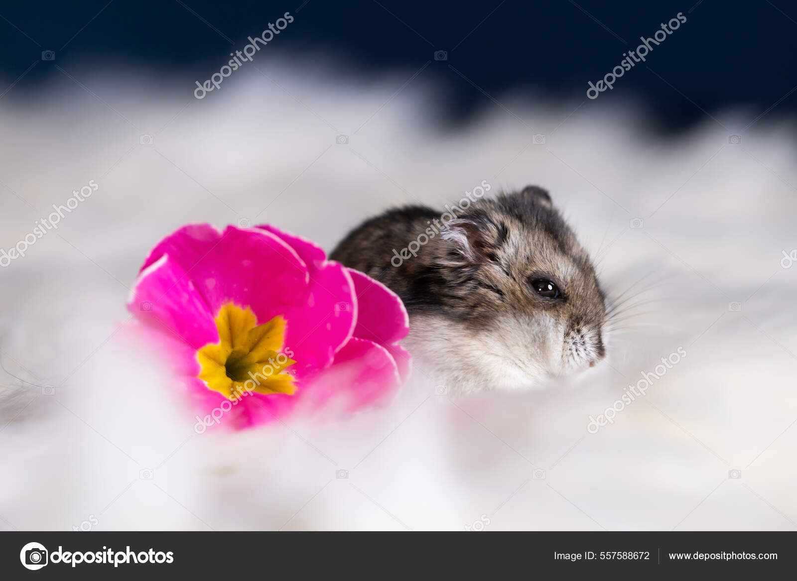 Hamsters Con Flores 310+ Hamster Y Flores Ilustraciones De Stock,
