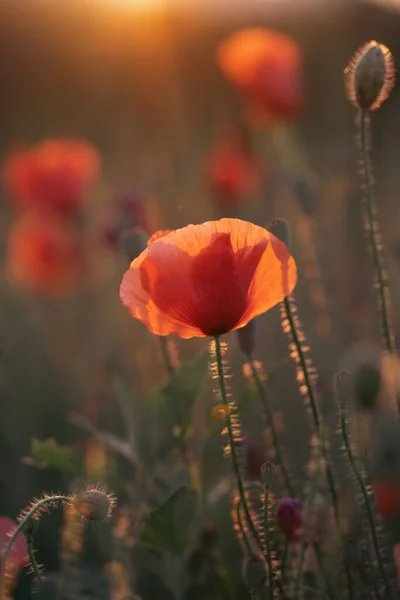 Poppies at sunset Stock Photos, Royalty Free Poppies at sunset Images ...