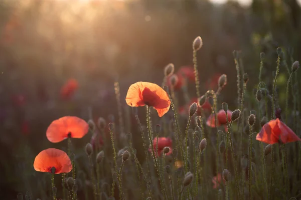 Poppies at sunset Stock Photos, Royalty Free Poppies at sunset Images ...