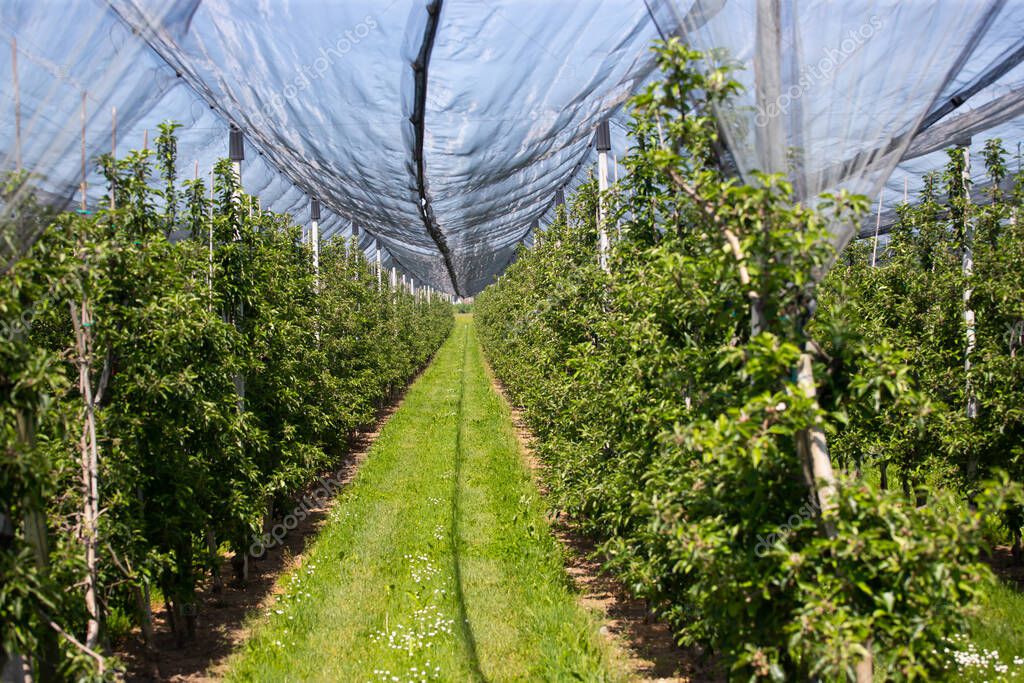 Huerto de manzanas moderno con redes protectoras contra el granizo en ...