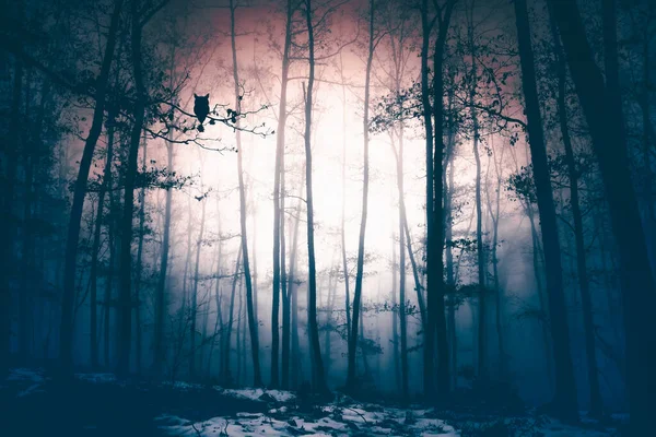 Owl in enchanted forest in magic, mysterious fog at night. - Stock Image - Everypixel