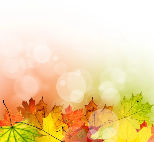 Leaf border Stock Photos, Royalty Free Leaf border Images | Depositphotos