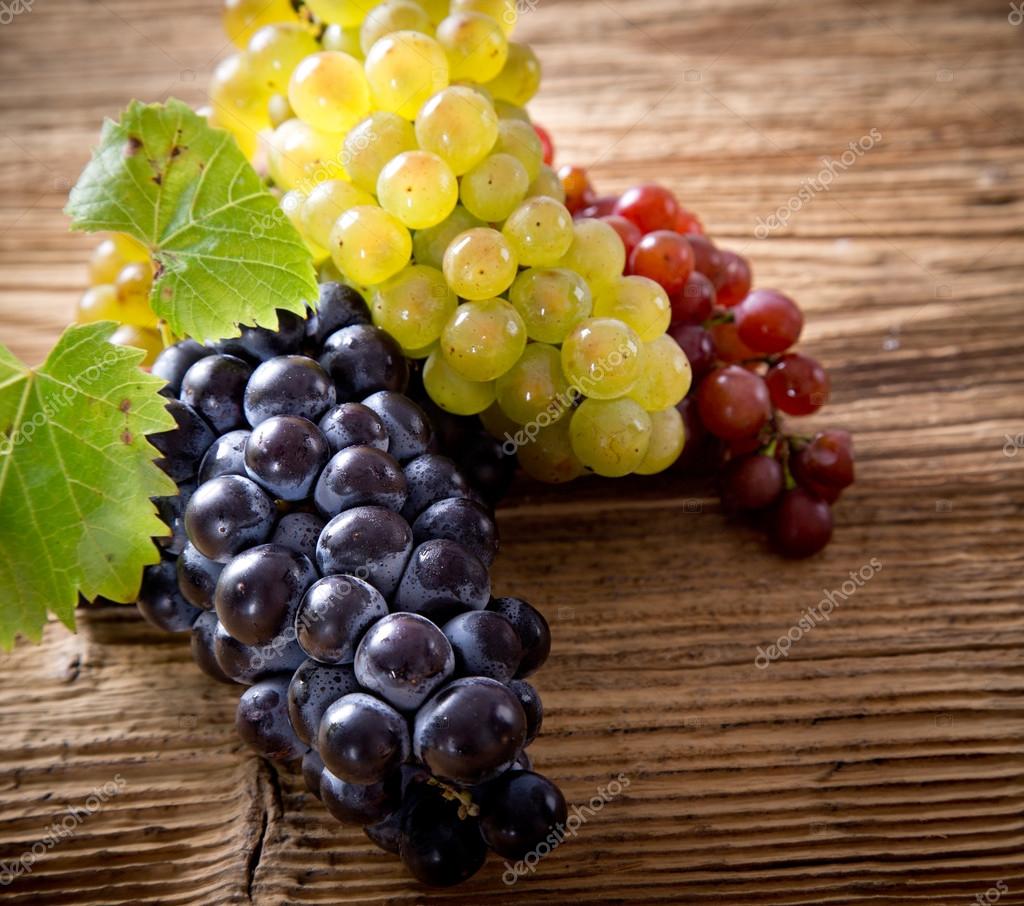 Raisins à vin sur une branche de vigne image libre de droit par Kesu01 ...