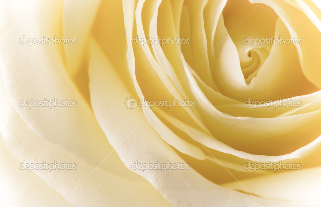 Light Yellow Rose Background