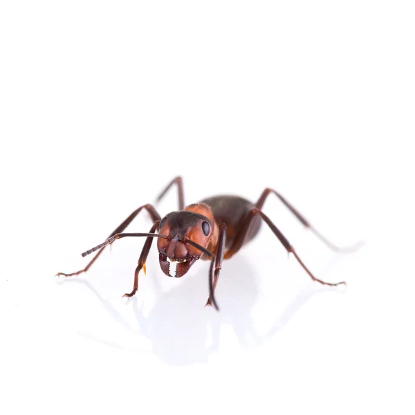 Ant isolated on white background. Stock Photo by ©Kesu01 47371487