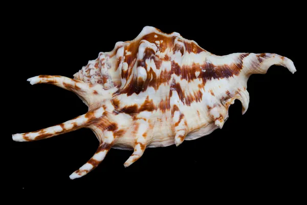 Sea shell with brown spots and spikes — Stock Photo © Devin_Pavel #8176787
