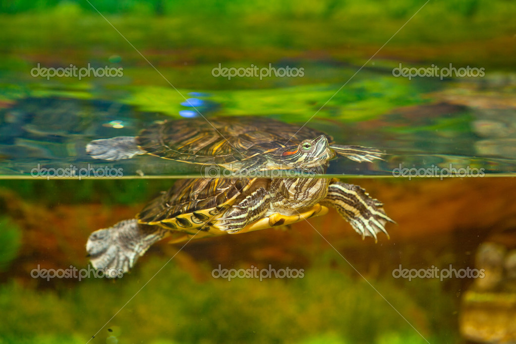 Turtle in the water. Red-eared slider swimming in the water in the ...