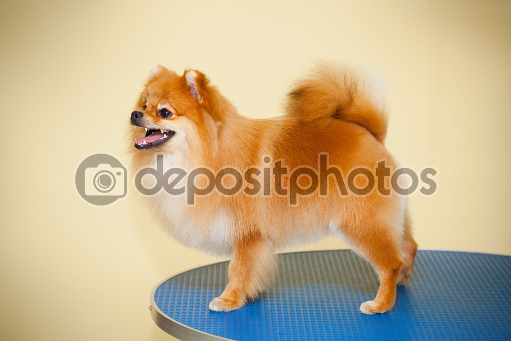 Spitz dog posing hair after a haircut — Stock Photo © Devin_Pavel #48061433