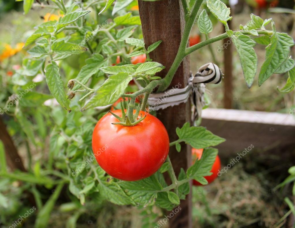 Tomato plant — Stock Photo © vaivirga #29230625