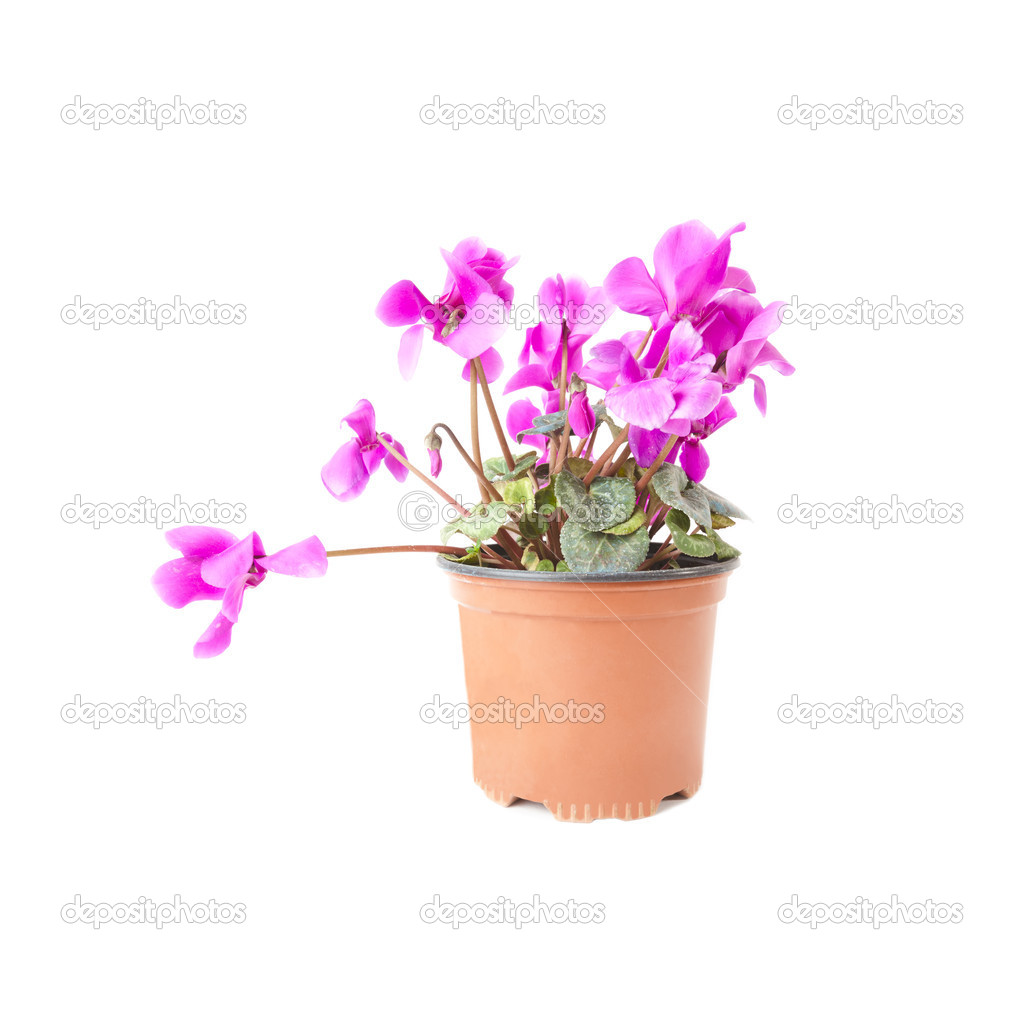 Pink Violets in a flower pot isolated on a white background Stock Photo ...
