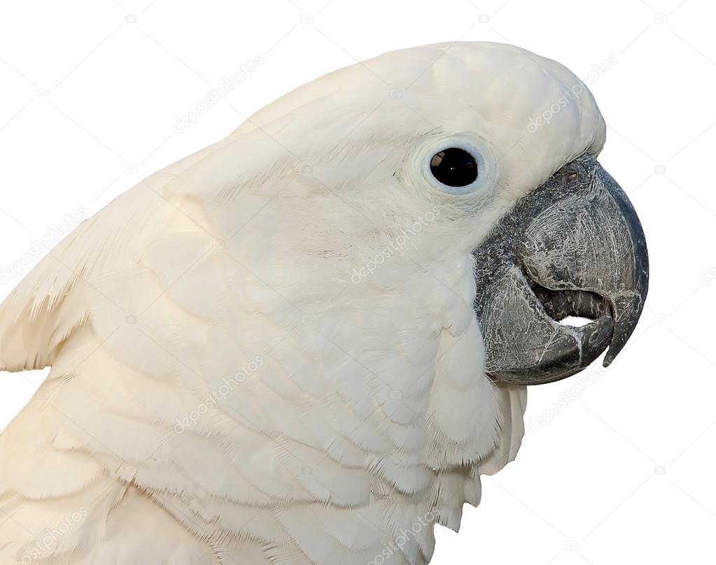 Cacatúa de loro 2023