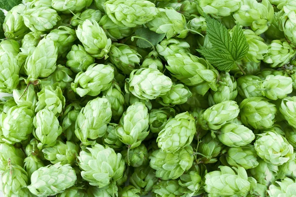 Hop hop Stock Photos, Royalty Free Hop hop Images | Depositphotos