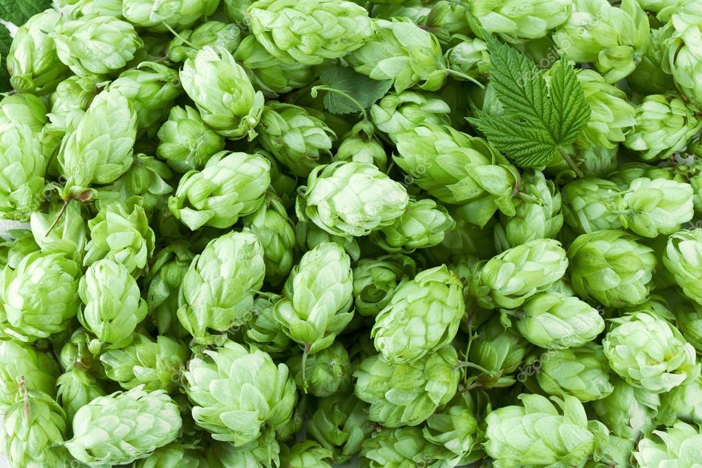 Hop cones. — Stock Photo © Valentyn_Volkov #26159685