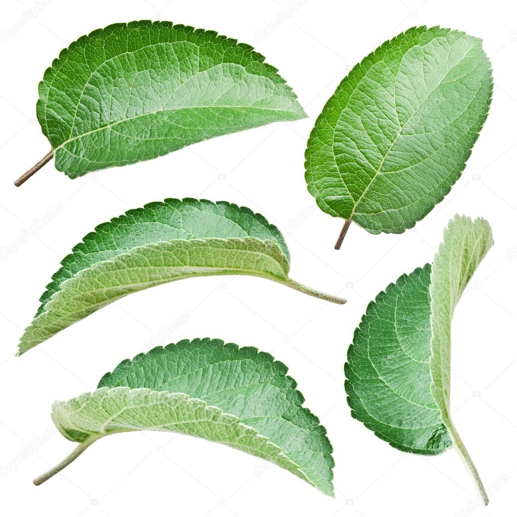 Apple leaves. — Stock Photo © Valentyn_Volkov #27383223