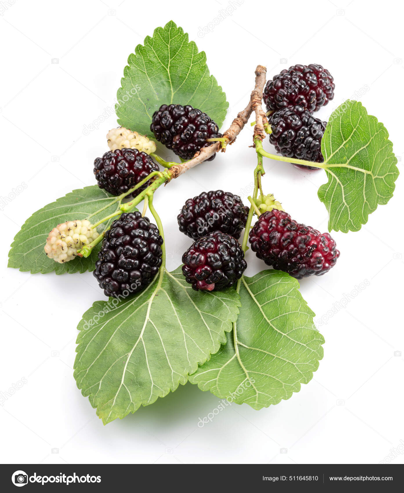 Ripe Black Mulberries Fruits Green Leaves Isolated White Background ...