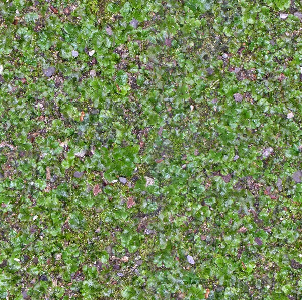 Ground Texture Stock Photo by ©mic1805 13685434