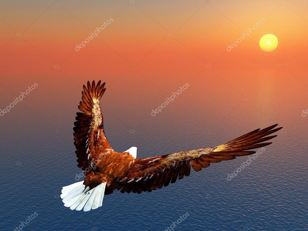 Sea Eagle — Stock Photo © mic1805 #22550309