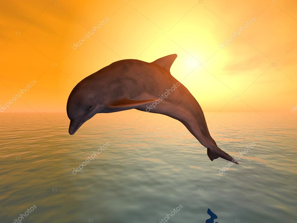 Jumping Dolphin — Stock Photo © mic1805 #24576707