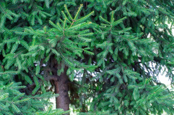 Conifer Stock Photos, Royalty Free Conifer Images | Depositphotos