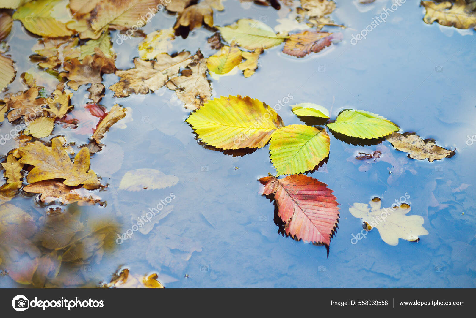 Yellow Fallen Leaves Lie Surface Puddle Autumn Stock Photo by ©marisha5 558039558