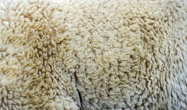 Sheep Wool Texture
