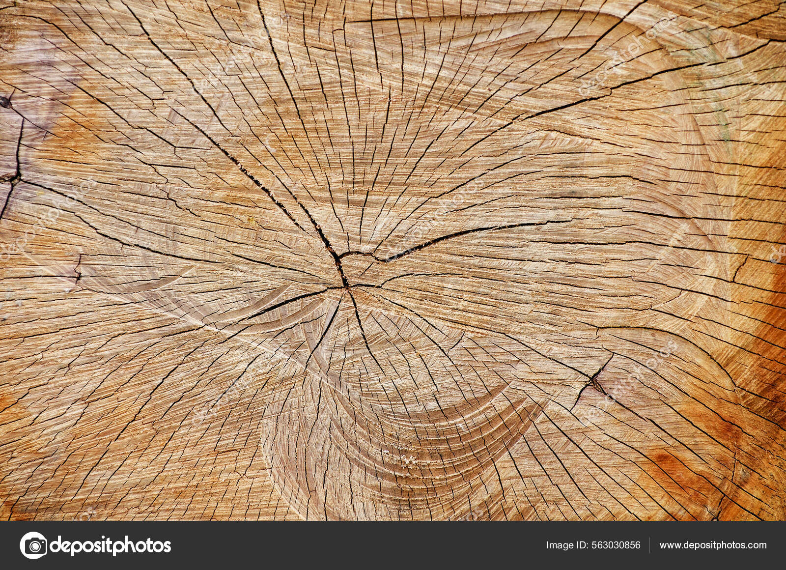 Tree Rings Old Weathered Wood Texture Cross Section Cut Log — Stock Photo © marisha5 #563030856