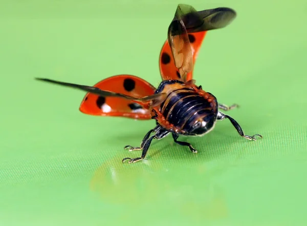 Insectos assassinos Stock Photos, Royalty Free Insectos assassinos ...