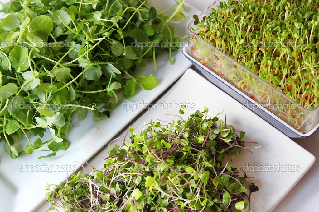 Assortment of microgreens — Stock Photo © creativestock #47487447