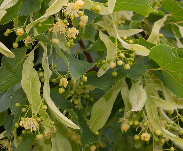 Tilleul à grandes feuilles images libres de droit, photos de Tilleul à ...