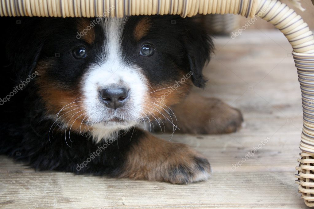 Cachorro bernese perro de montaña 2023