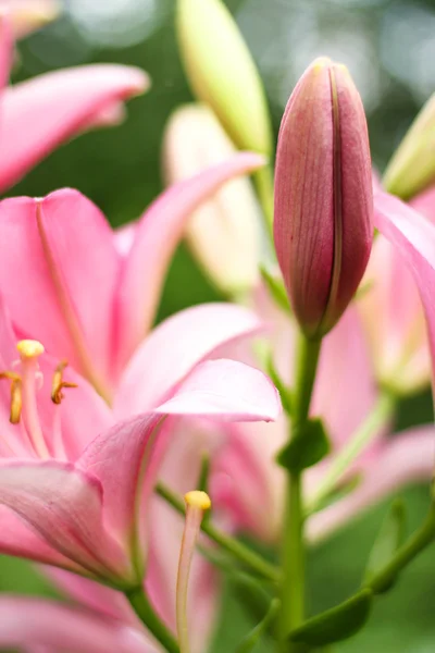 Lily vine Stock Photos, Royalty Free Lily vine Images | Depositphotos