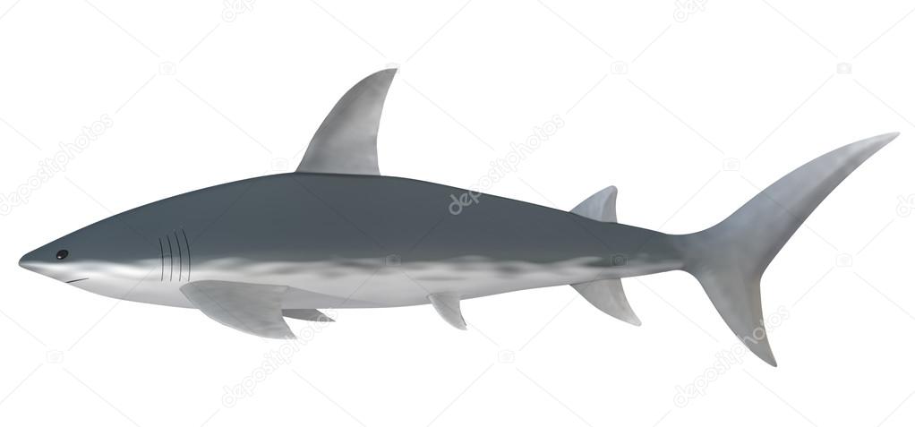 Shark on a white background — Stock Photo © sssccc #16655157