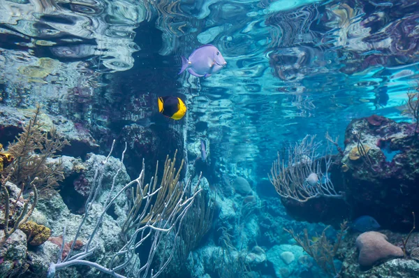 Underwater panorama in a shallow coral reef with colorful tropical fish ...