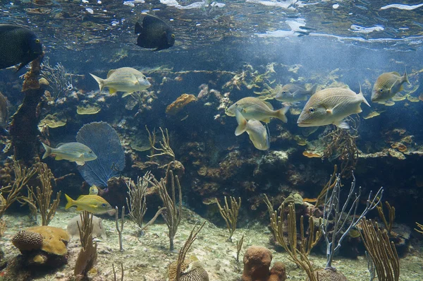 Underwater panorama in a shallow coral reef with colorful tropical fish ...