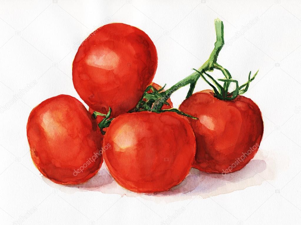 Watercolor tomatoes Stock Photo by ©Sleepwalker 16951335