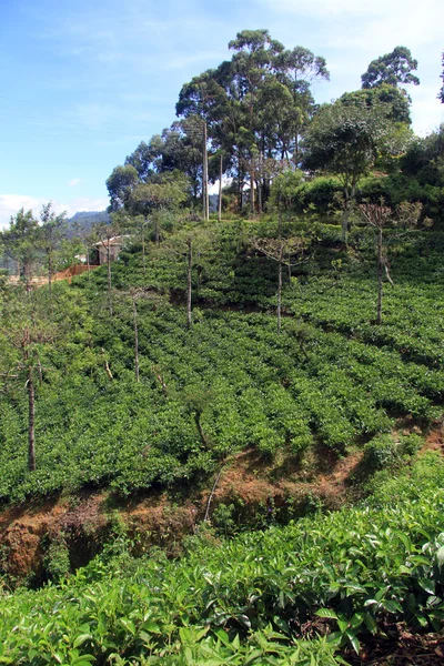 Cofee plantations Stock Photos, Royalty Free Cofee plantations Images ...