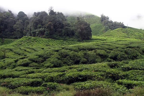 Forest and tea - Stock Image - Everypixel