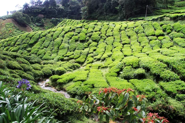 Tea harvest on tea plantation Stock Photo by ©nevarpp 116075884