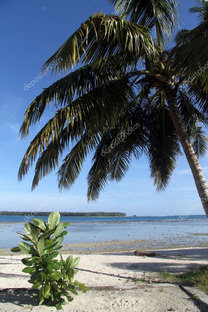 Palm tree — Stock Photo © shanin #44192147