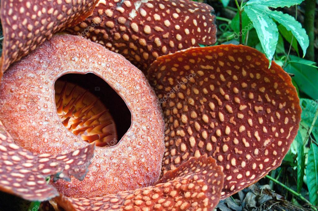 Rafflesia — Stock Photo © matejh #12591843