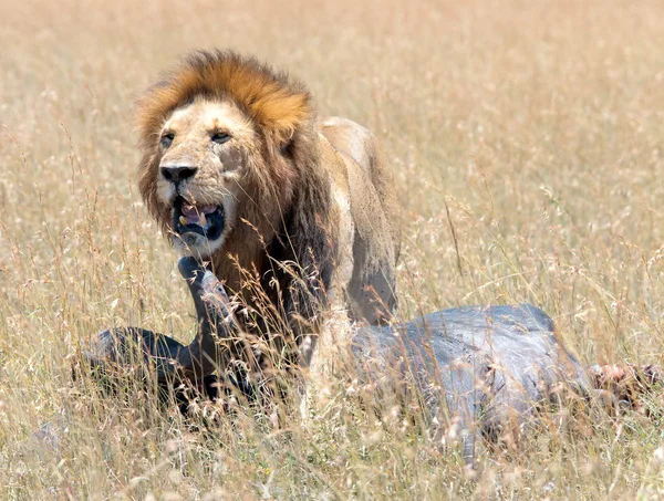 Male lion & his prey — Stock Photo © matejh #14564135