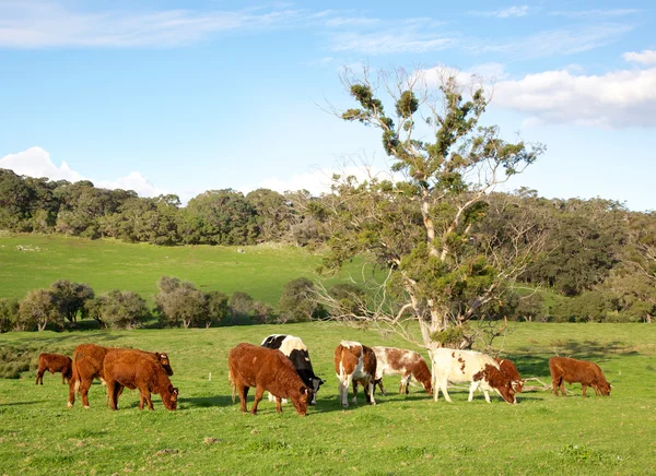 Australian Cattle Farm Stock Photo by ©zambezi 40878733