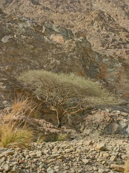 Acacia tree Images - Search Images on Everypixel