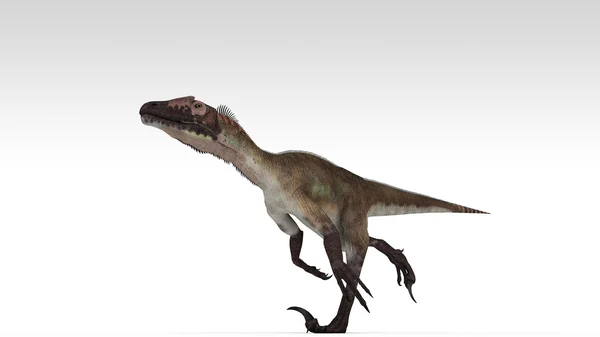 Raptor asia Stock Photos, Royalty Free Raptor asia Images | Depositphotos