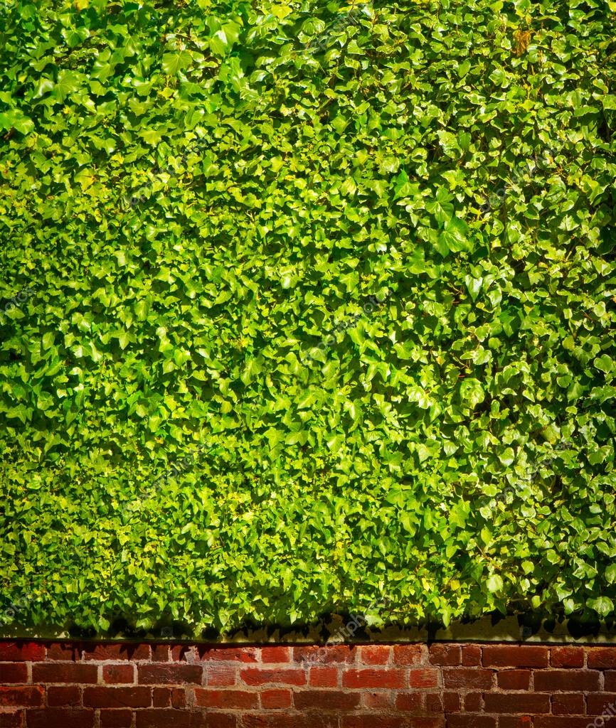 Art Fresh plants walls for background Stock Photo by ©Konstanttin 24154457