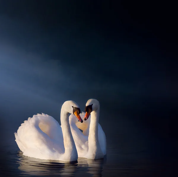 9,791 Swan couple Stock Photos, Images | Download Swan couple Pictures ...